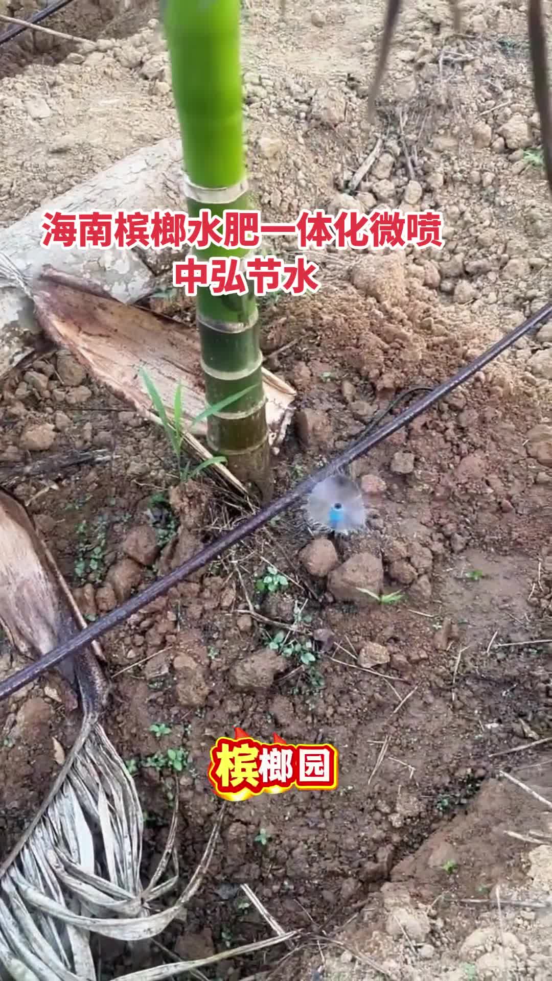 ...槟榔微喷#滴灌喷灌水肥一体化 #现代农业 槟榔微喷 槟榔微喷灌溉...