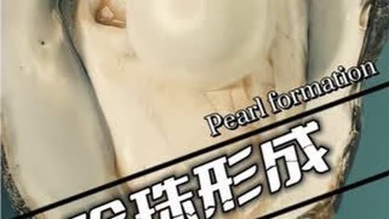 珍珠是怎样形成的 内容启发搜索