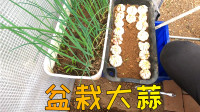 家里20多颗大蒜发芽了,不要扔!简单方法就能种出蒜苗啦!