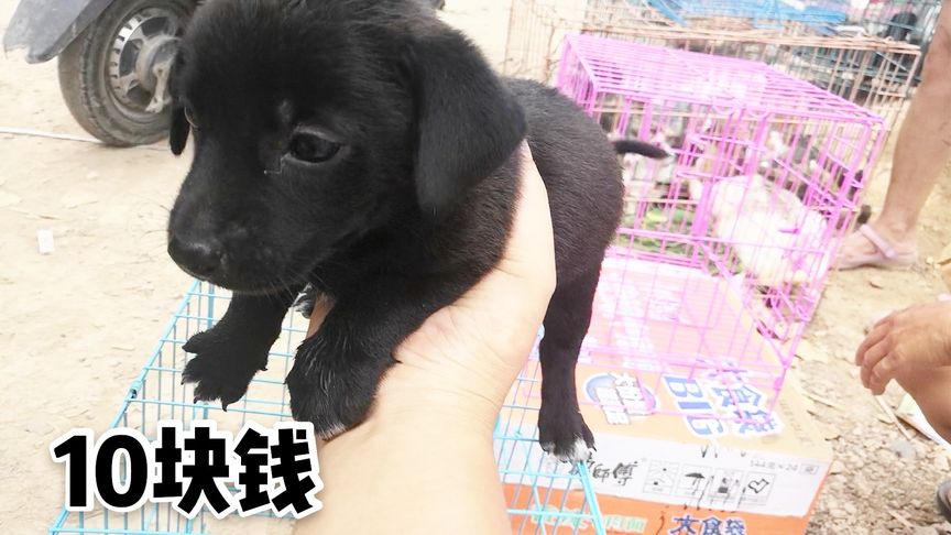 太便宜了吧,10块钱就能买一只小狗,这么便宜的小狗谁要