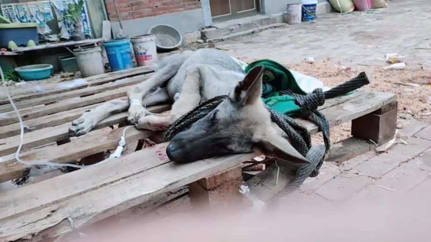 狗得了细小病毒,正在抢救中