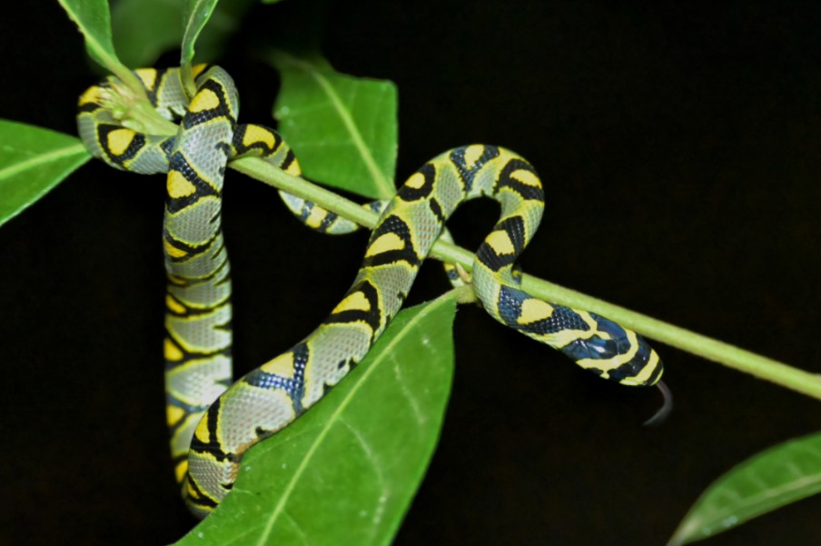 深夜的山林,偶遇玉斑丽蛇