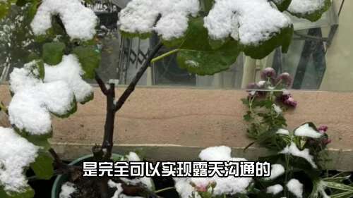 看似无花却有果,无花果到家养护分享