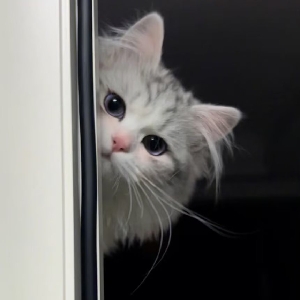 我觉得啾咪啾咪啾咪 