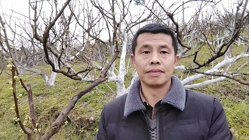 请你见证我家果园从开花发芽到李子成熟全过程!