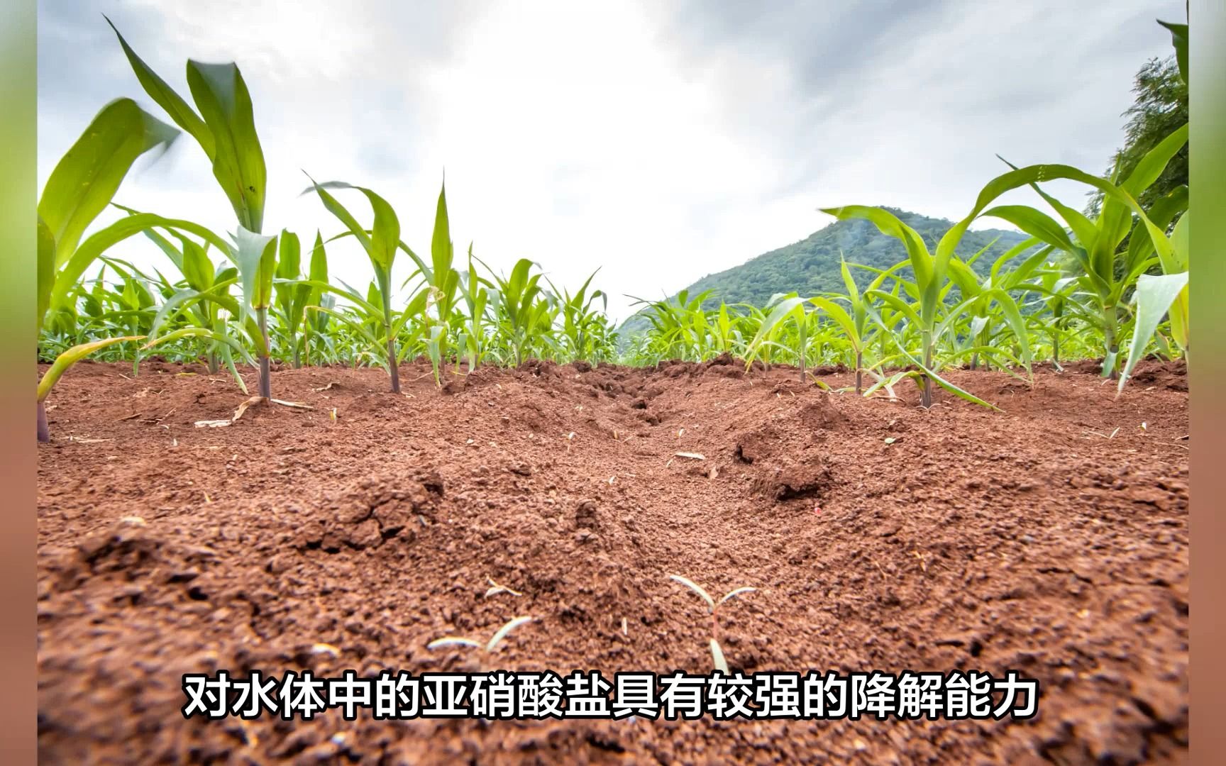 什么是巨大芽孢杆菌及其应用