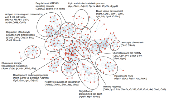 GO,KEGG功能网络绘制流程(富集分析 R Cytoscape AI)
