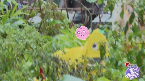 这是什么新时代萌娃,安安给自己布置任务拔萝卜,棒极了丨尾巴