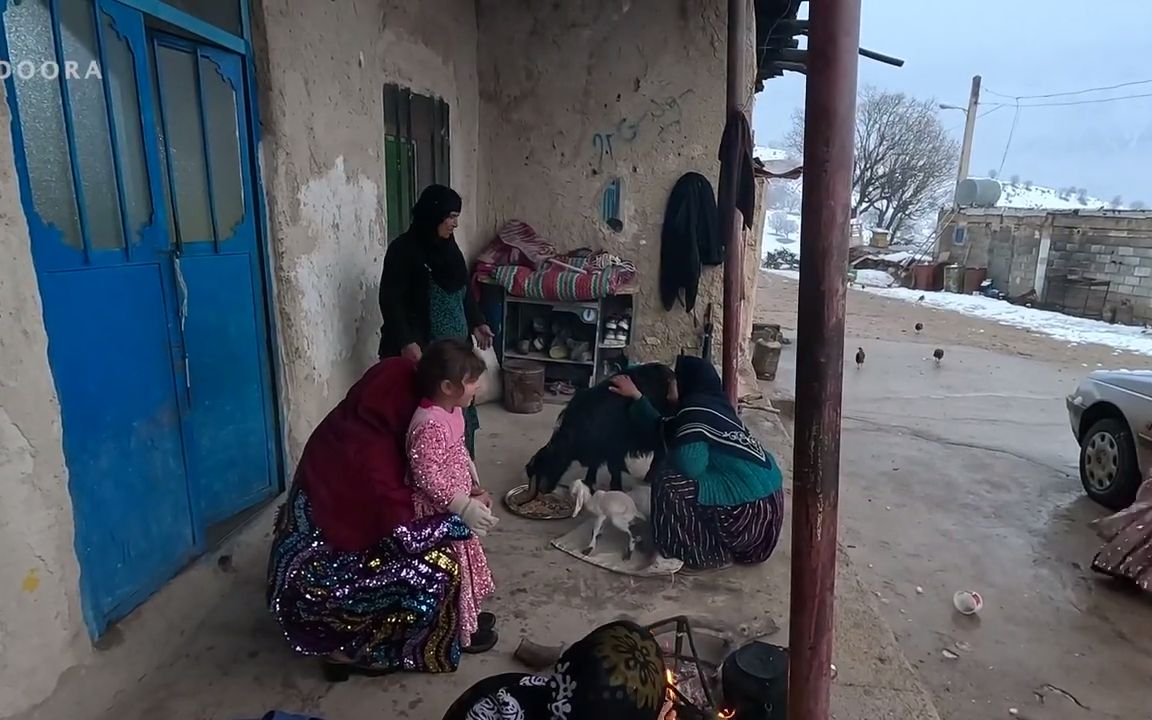 加热大麦,给母羊和小羊补充营养---伊朗游牧村庄2023