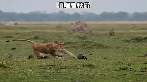蓬蓬夫妇带嘎嘣脆外出秋游,没想到被八卦嘴小胡狼尾随