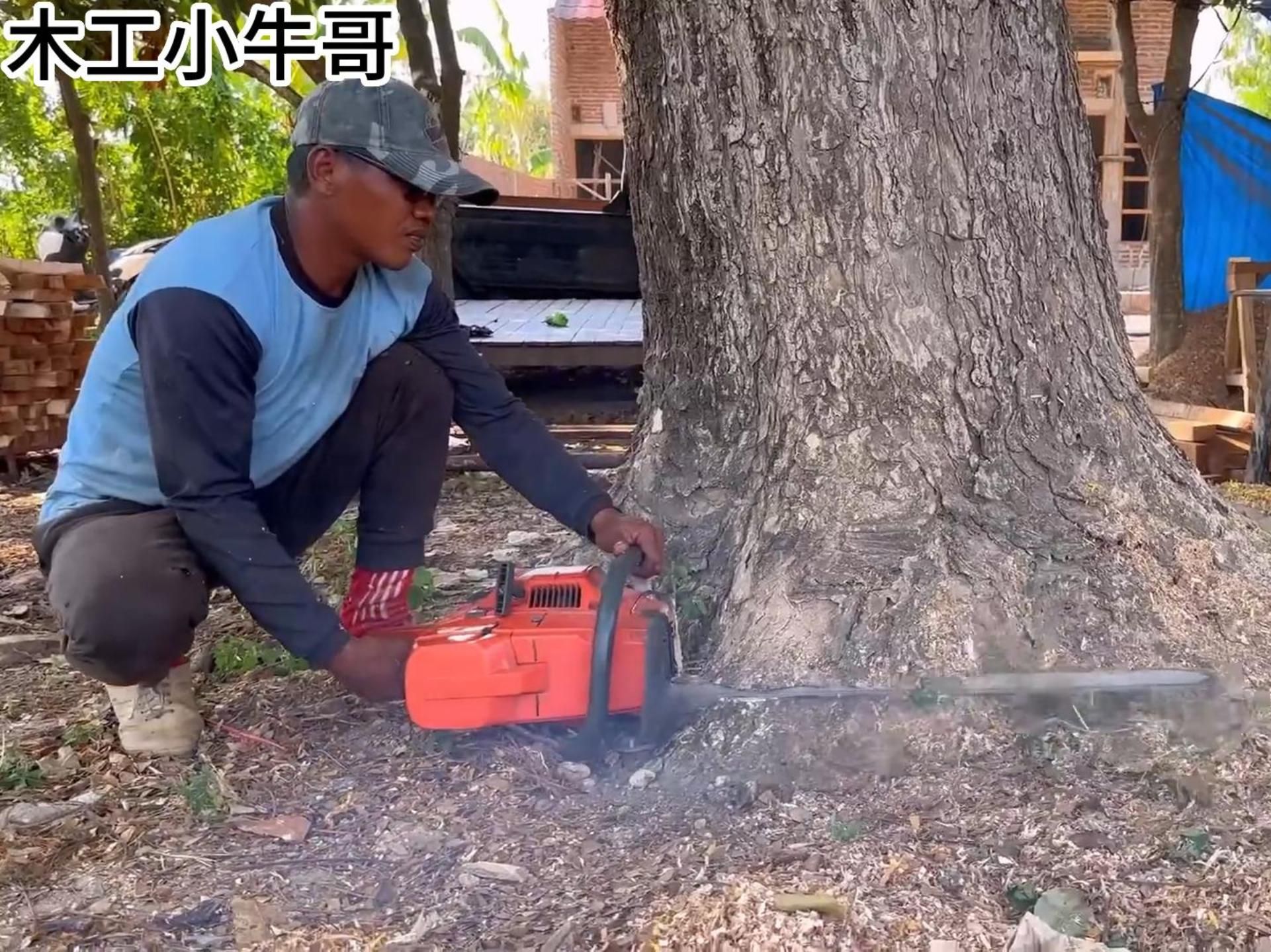 伐木工砍掉房屋附近的一棵大树