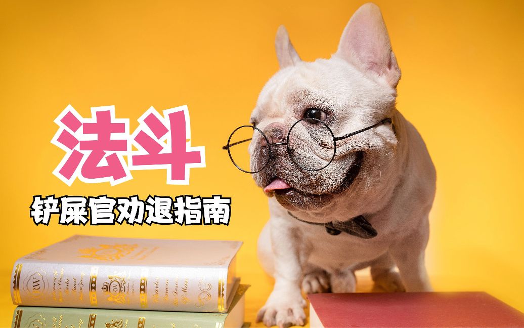 第10期|法斗就是时尚圈的弄潮儿,总结法斗的3大热门问题,盘它!