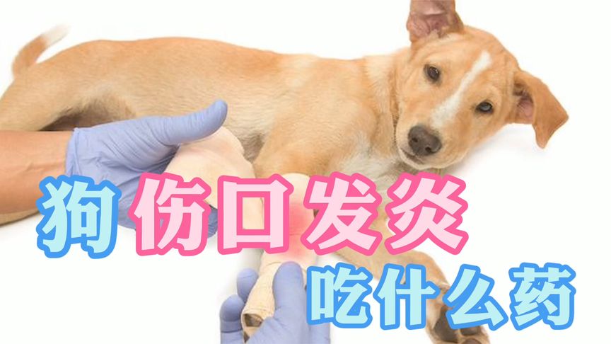 狗伤口发炎吃什么药