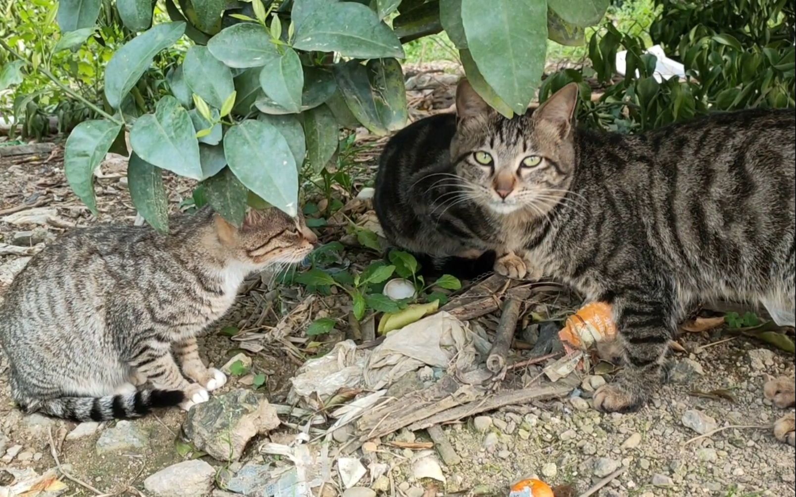 中华田园猫,被国人称为土猫,非常适合放养在这样的环境里