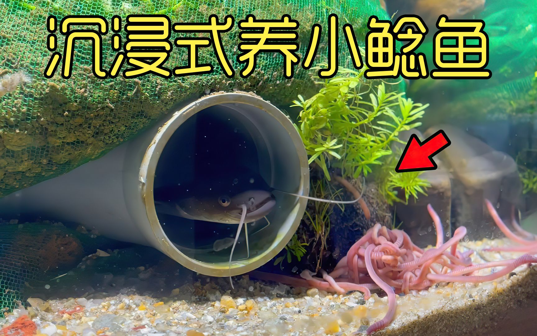 养野外抓来的两只小鲶鱼,给它们打造一个鲶鱼屋,竟然消失了一只