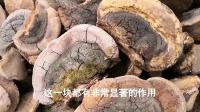 桑黄的功效与作用,野生桑黄的作用,桑黄的功效及食用方法(2)