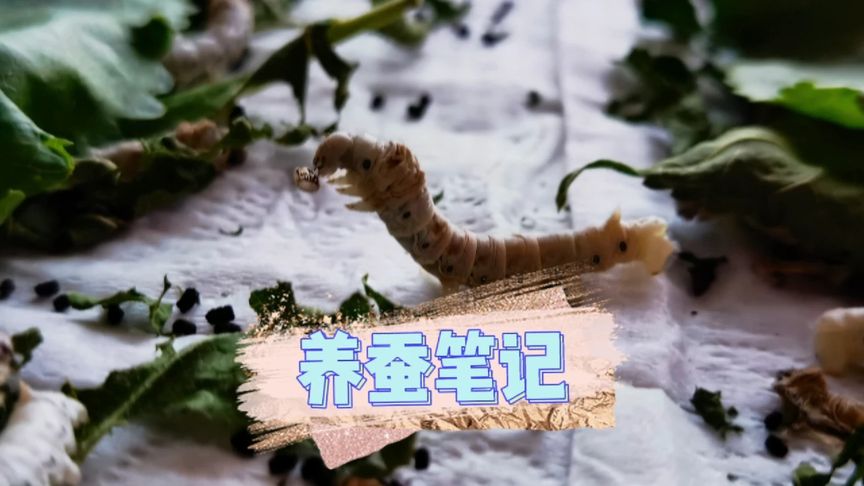 简单记录养蚕经历,看蚕宝宝一天天的变化真的开心!