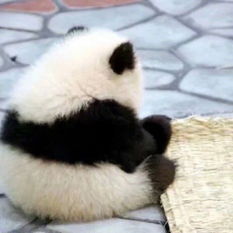打不死的玉米 
