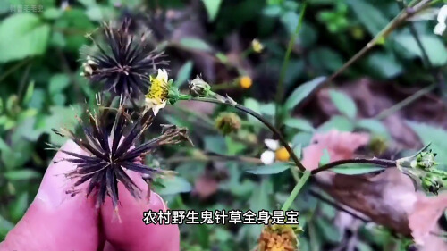 农村野生鬼针草全身是宝,被毒蛇毒虫咬伤,它可有大用处!