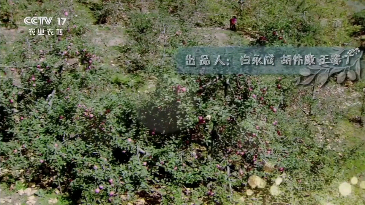 CCTV17农业农村频道播出电视剧《苦乐村官》片段