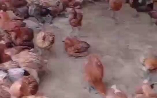 鸡支气管栓塞怎么治 鸡栓塞的主要原因是什么 鸡气管栓塞用什么 鸡支...