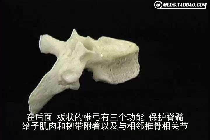 艾式解剖视频全集 第3集 躯干 (大体老师实录)