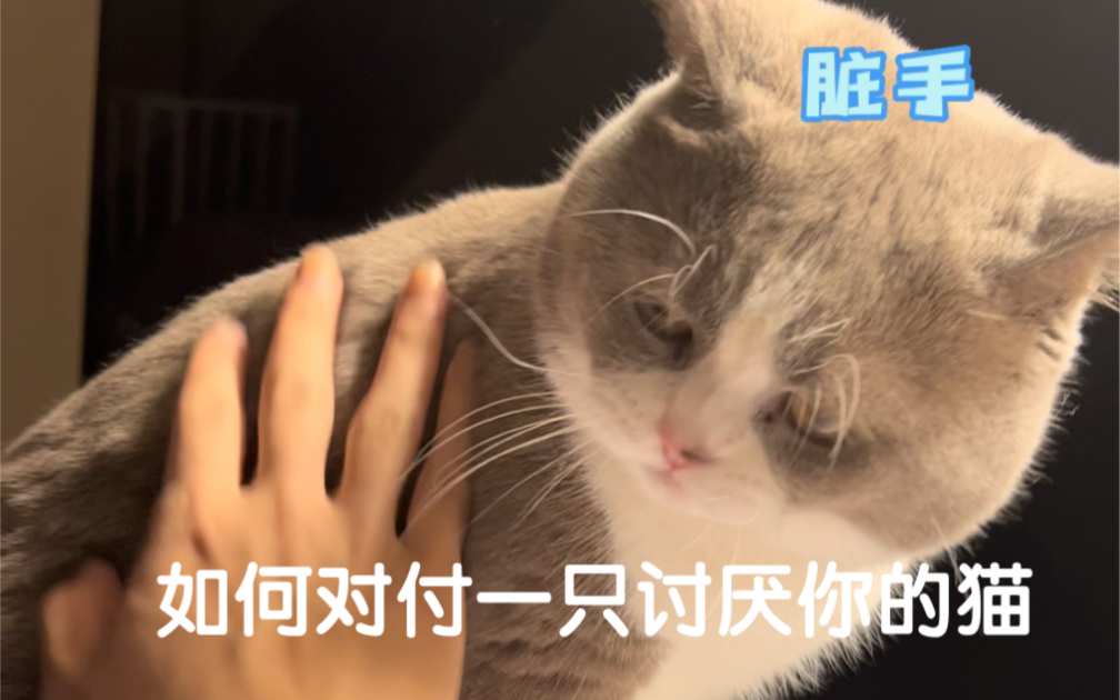 如何对付一只讨厌你的猫