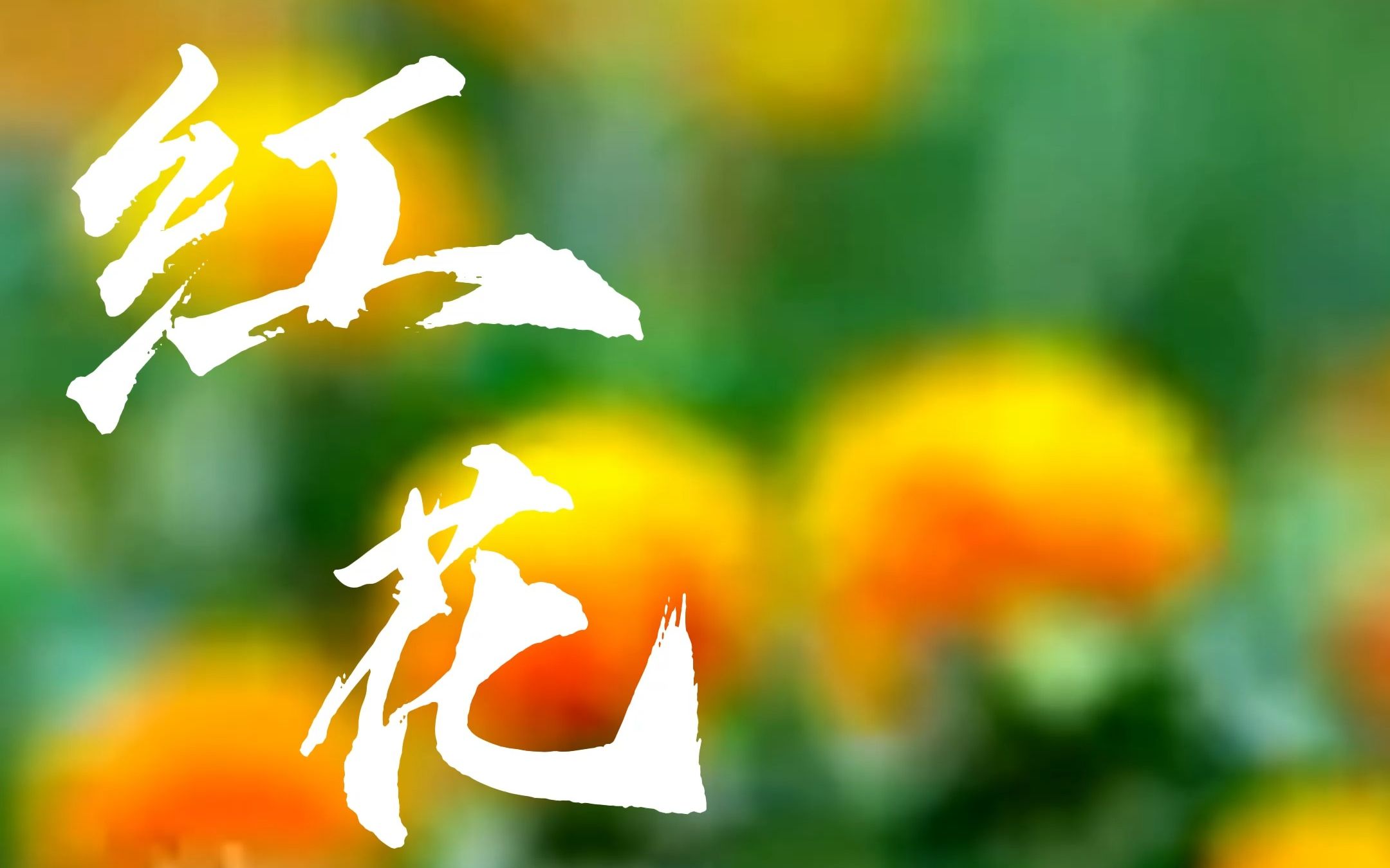 都有活血功效的红花和藏红花,他们是怎么区分的?