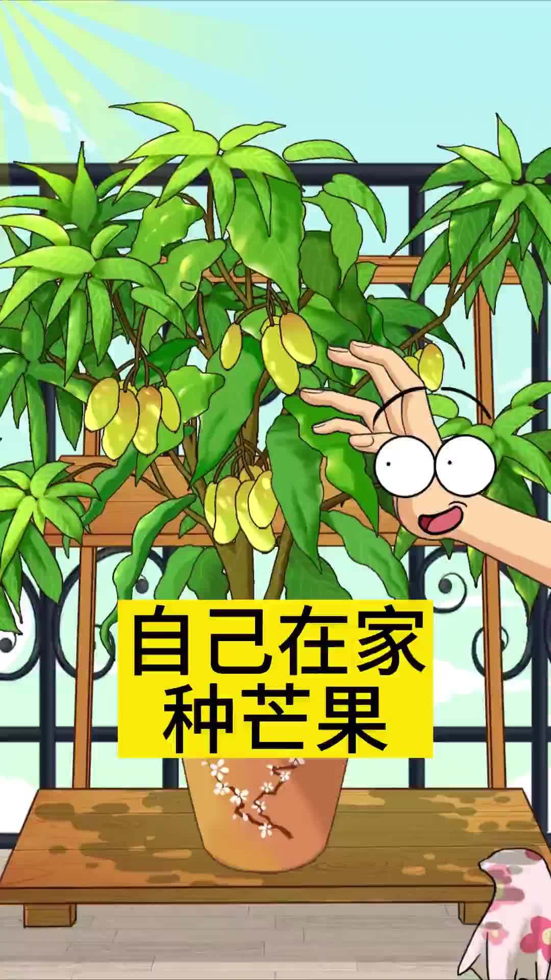自己在家也能种芒果