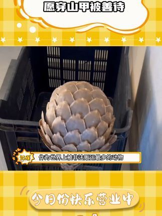 ...药用价值,它们的鳞片和人类的指甲成分一样!#穿山甲 #保护野生动物