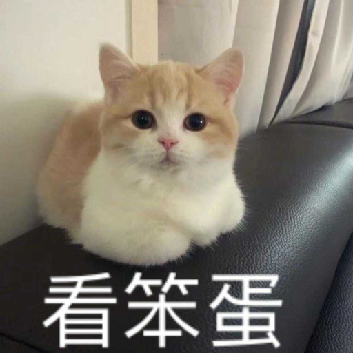 肉肉长胖了 