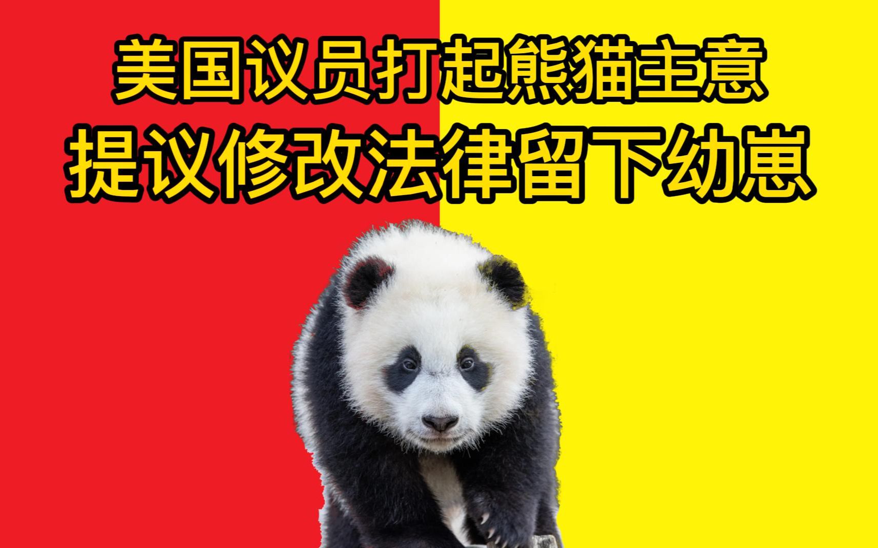 美国议员建议修改法律,大熊猫在美国出生就留美国,不还给中国