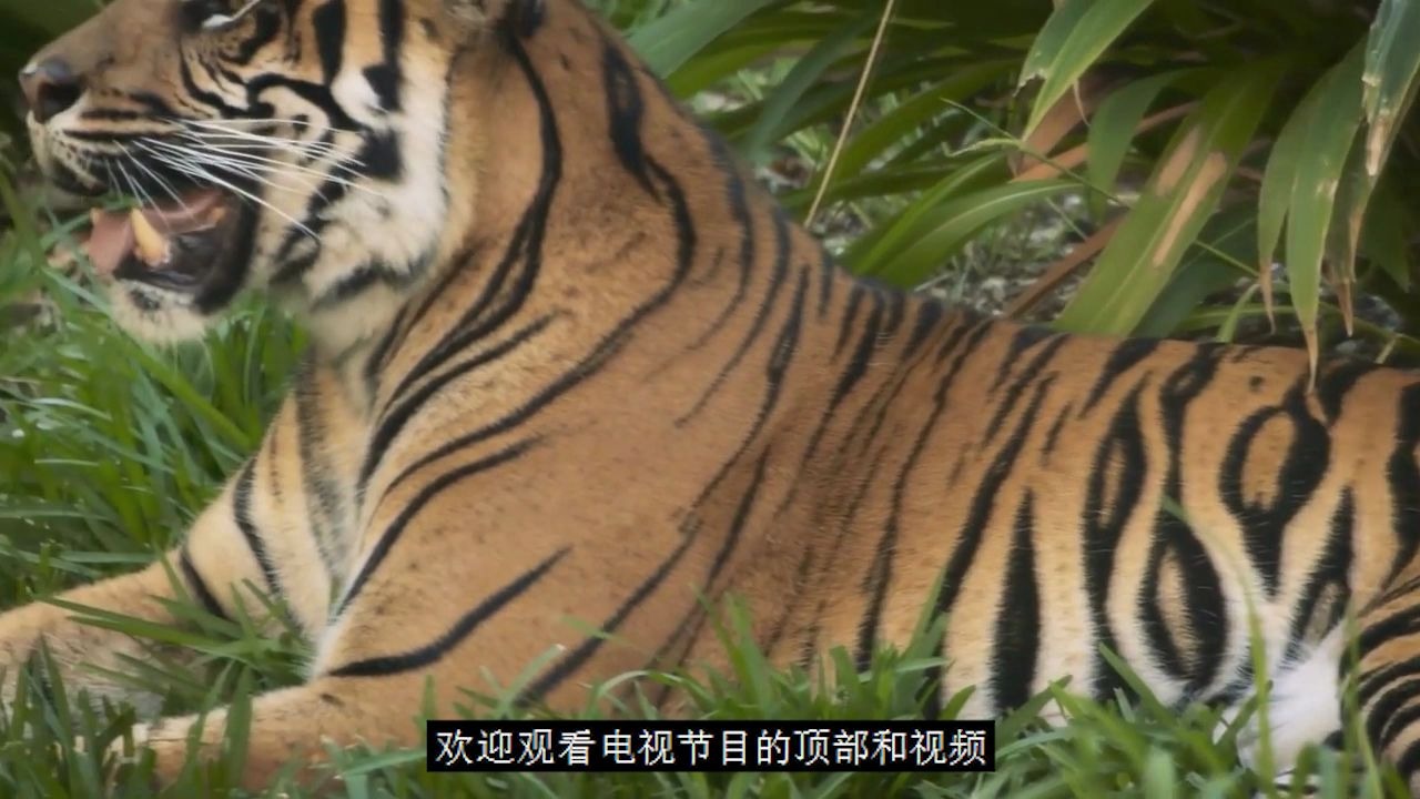 世界上最令人印象深刻的5个动物园,动物种类非常繁多