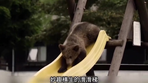 两只失去妈妈的孤儿小熊,该如何在森林中生存野生动物