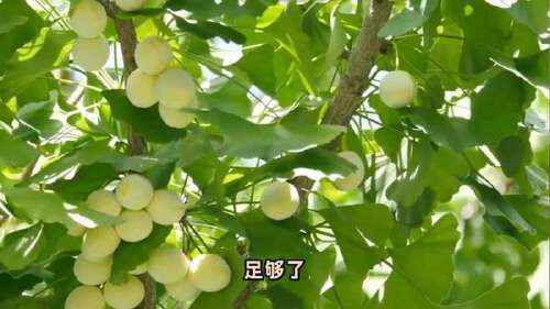 银杏果竟有这5大神奇功效!这样吃效果翻倍,90%的人都吃错了