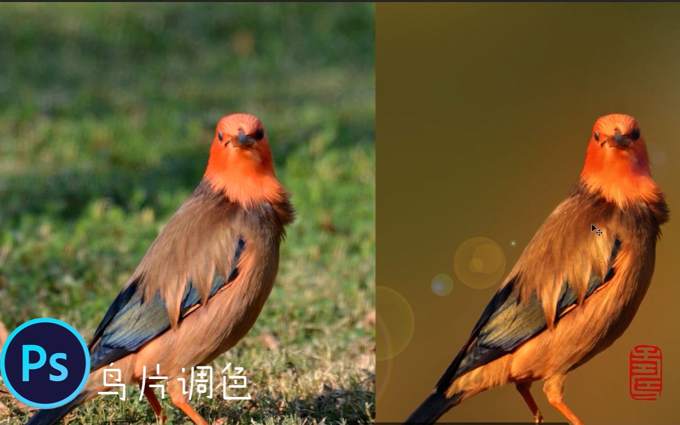 【PS教程】手把手教你鸟片摄影后期修图方法