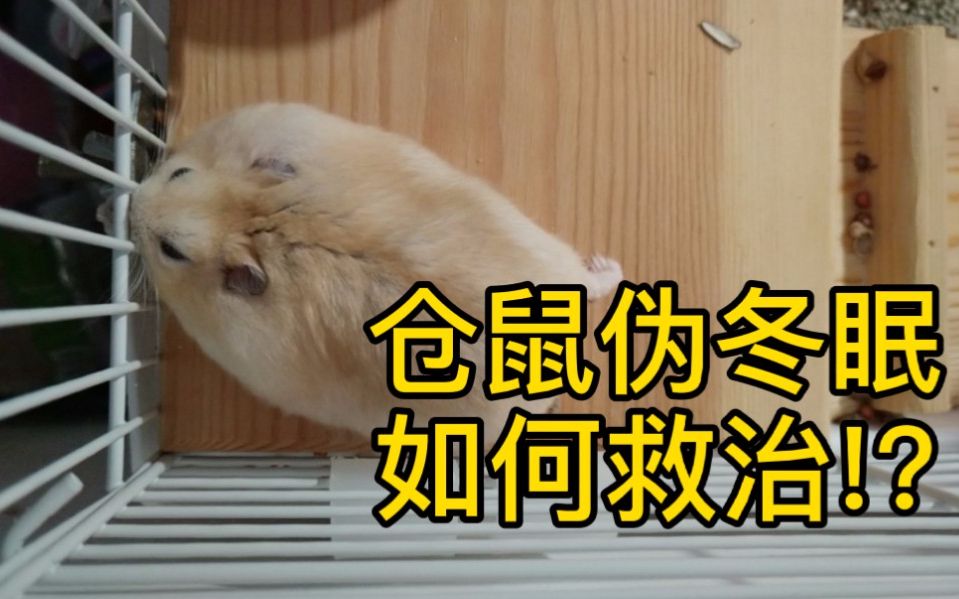如何拯救一只伪冬眠的小仓鼠全程记录