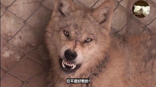 在静谧的夜晚,却隐藏着千奇万怪的动物秘密,究竟是什么?