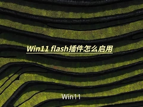 win11 flash插件怎么启用