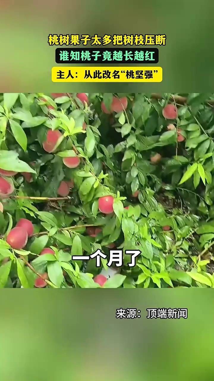 桃树果子太多把树枝压断,谁知桃子竟越长越红,主人:从此改名"桃坚强"