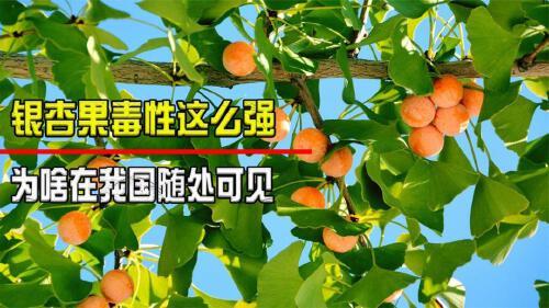 银杏果竟然有如此强的毒性?为何还有那么多人敢吃?