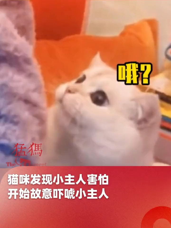 猫咪发现小主人害怕,开始故意吓唬小主人。
