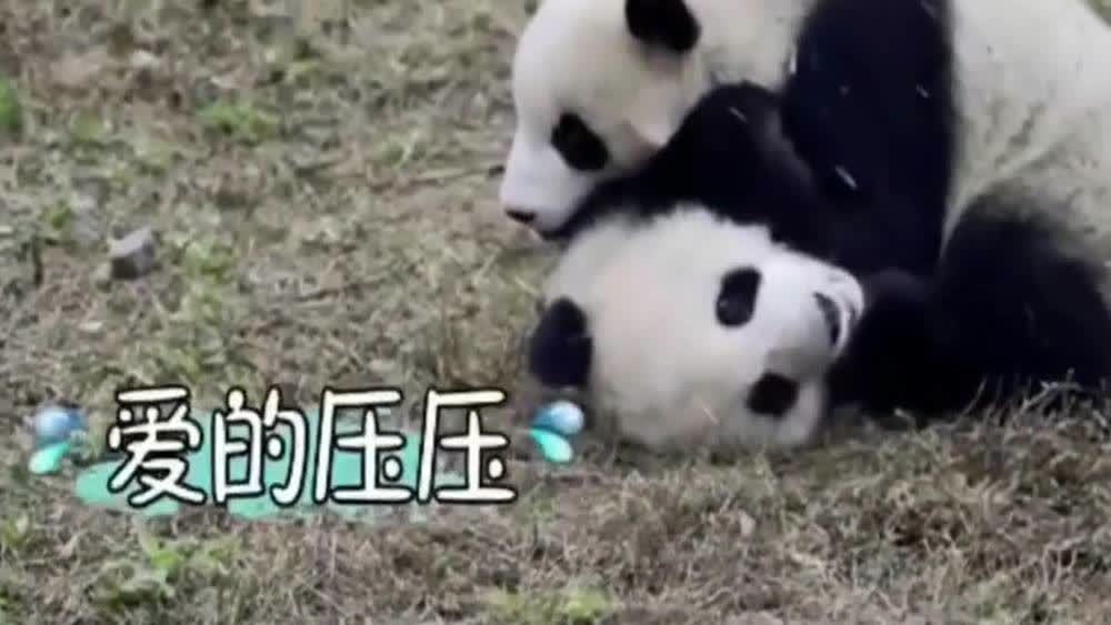 小熊猫的成长过程真是太让饲养员头疼了,要不要这么调皮!