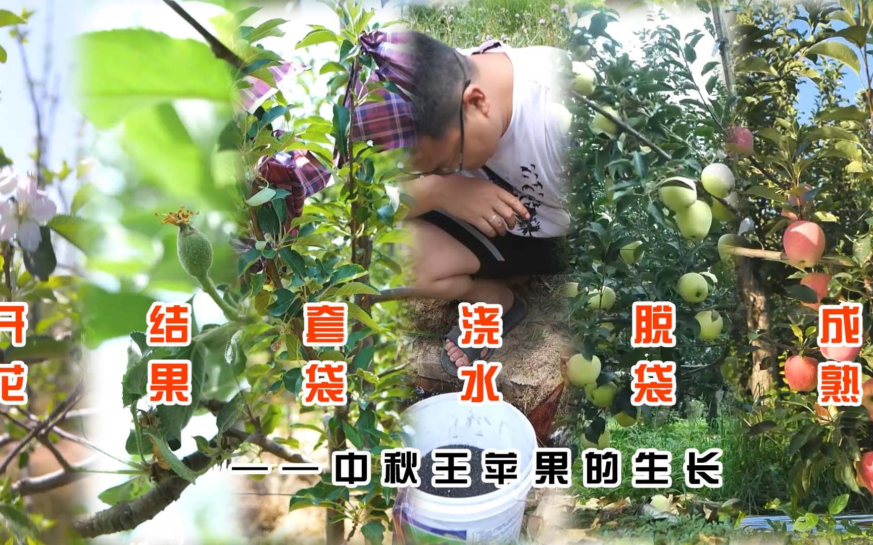 从开花到成熟 记录中秋王苹果的生长 这是一年的辛苦劳作