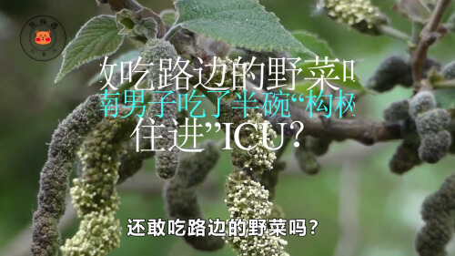 还敢吃路边的野菜吗?河南男子吃了半碗"构树穗,住进"ICU?