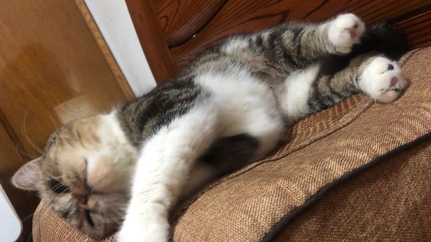 猫咪睡觉姿势 ,占着枕头特上头