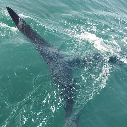 阿银虚拟裁缝铺 