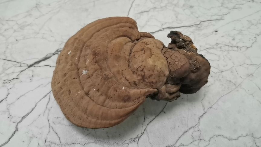 几天前在深山老林采到一颗野生灵芝,有朋友知道该如何食用吗?