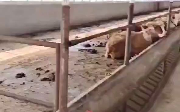 建养牛大棚施工设计 黄牛养殖棚建造 钢架牛舍大棚生产安装