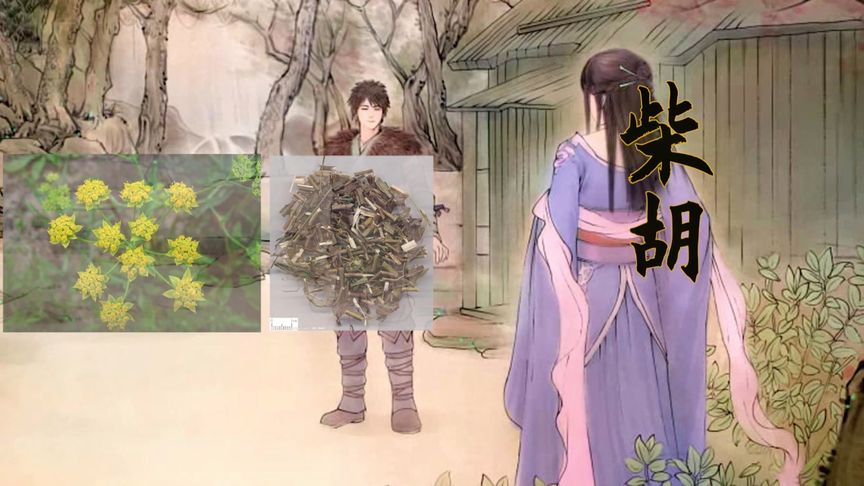 中药“柴胡”作用